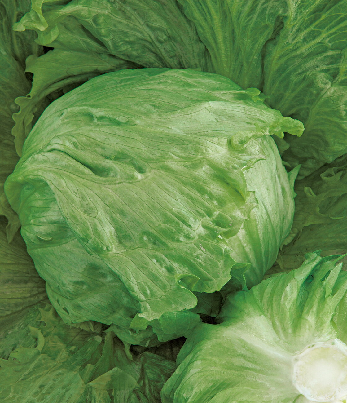 ・草勢が旺盛で低温下での玉の肥大にすぐれる厳寒期どりサリナス系中晩生種。 ・玉の形状は豊円形で尻の形状が乱れにくく安定する。 ・葉は肉厚の濃緑葉で結球スピードが比較的遅いため、耐寒性と在圃性にすぐれ秀品率が高い。 ・べと病に比較的強い。 メ...