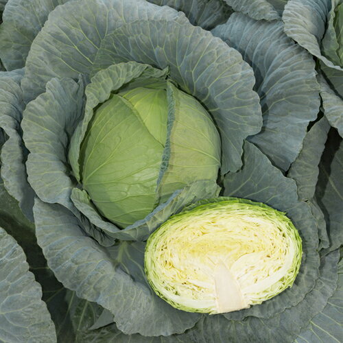 ・在圃性、耐倒伏性にすぐれる中早生種。 ・茎がやわらかく収穫作業が効率的。 ・玉形状が安定、箱詰めも容易。 ・黒腐病に強い耐病性。 メーカー在庫となります為、流動的となります メーカー確認後、すぐにご用意できない等の場合もございます。その際...