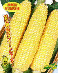 ●粒皮がやわらかくて、糖度の高い食味重視の極良質モノカラー（黄色）種です。 ●中間地のマルチ栽培では、播種後88日程度で収穫ができる。 ●中間地・暖地では、7月下旬〜8月中旬まき10月収穫の露地抑制栽培も可能です。 ●雌穂は、包葉付きで42...