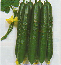 ・耐暑性、耐病性（ベト、ウドン粉病）に秀れた栽培容易な短形白イボ種。 ・果長21〜22cm、濃緑色で光沢があり高温乾燥期にも色あせしない。 ・肩張りがよく尻太果や尻細果の発生が少なく、果揃い抜群で秀品率が極めて高い。 ・葉は濃緑で大きさは中...