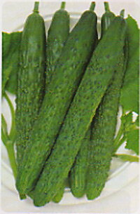 ・本種は、耐暑性があり、ベト病に強い夏秋用の短系四葉胡瓜の一代交配種である。 ・果実は22〜23cmで、従来の四葉胡瓜に比べて、濃緑色dふぇ光沢がある。 ・歯切れの良い肉質で、漬物やサラダ用に最適。 ・葉はやや大きめで草勢いが強く、後半まで...