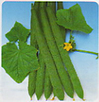 ・本種は深根性で耐暑性、耐病性（ウィルス、ベト、ウドンコ病）が極めて強く作りやすい農産性の四葉胡瓜で、夏秋栽培に最高の能力を発揮する。葉は濃緑で節間は中位、飛び成りで側枝の発生が旺盛であり長期にわたる収穫に耐え得る。 ・果は濃緑色で肩張りよ...