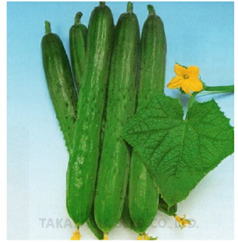 ・本種は立作りおよび地這型で側枝の発生が強く、着果力旺盛で主枝には雌花が3〜4節連続着生し、従来のときわに比べ極めて豊産であり、播種期の巾が広い。 ・果は22cm位の鮮濃緑色でイボ少なく、肩張りのよい整形で、秀品率が高い。 メーカー在庫とな...