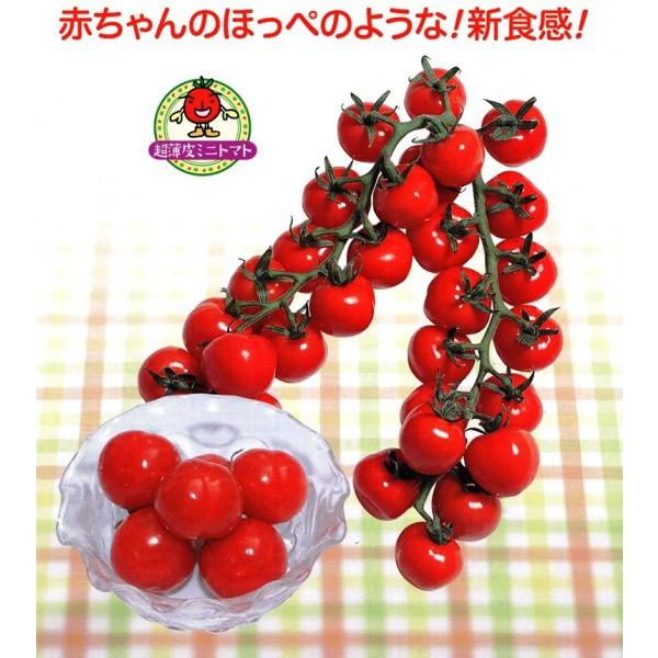 こちらは野菜のタネです