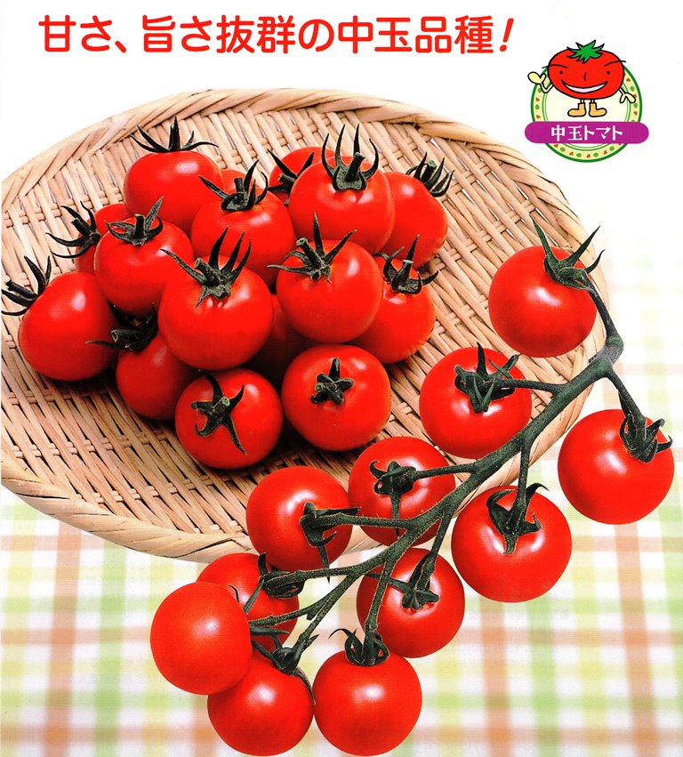 Mr.浅野のけっさくのToMV抵抗性因子を改良した新商品になります。 ToMV抵抗因子以外の形質(食味・食感・果実形状・果色・草勢・着果性など)は従来品種と変わりありません。こちらは野菜のタネです