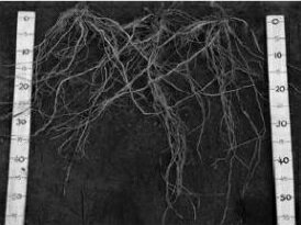 メーカー在庫となります為、流動的となります メーカー確認後、すぐにご用意できない等の場合もございます。その際は予約対応となり別途御連絡させていただきます。 申し訳ございませんが、ご了承の程よろしくお願いいたします。 【納期】 見込みで7から...