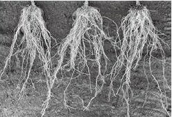メーカー在庫となります為、流動的となります メーカー確認後、すぐにご用意できない等の場合もございます。その際は予約対応となり別途御連絡させていただきます。 申し訳ございませんが、ご了承の程よろしくお願いいたします。 【納期】 見込みで7から...