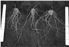 メーカー在庫となります為、流動的となります メーカー確認後、すぐにご用意できない等の場合もございます。その際は予約対応となり別途御連絡させていただきます。 申し訳ございませんが、ご了承の程よろしくお願いいたします。 【納期】 見込みで7から...