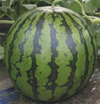 メーカー在庫となります為、流動的となります メーカー確認後、すぐにご用意できない等の場合もございます。その際は予約対応となり別途御連絡させていただきます。 申し訳ございませんが、ご了承の程よろしくお願いいたします。 【納期】 見込みで7から...