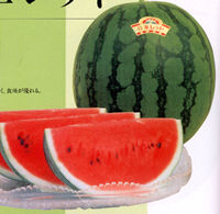 メーカー在庫となります為、流動的となります メーカー確認後、すぐにご用意できない等の場合もございます。その際は予約対応となり別途御連絡させていただきます。 申し訳ございませんが、ご了承の程よろしくお願いいたします。 【納期】 見込みで7から...