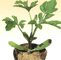 メーカー在庫となります為、流動的となります メーカー確認後、すぐにご用意できない等の場合もございます。その際は予約対応となり別途御連絡させていただきます。 申し訳ございませんが、ご了承の程よろしくお願いいたします。 【納期】 見込みで7から...