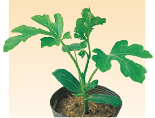 メーカー在庫となります為、流動的となります メーカー確認後、すぐにご用意できない等の場合もございます。その際は予約対応となり別途御連絡させていただきます。 申し訳ございませんが、ご了承の程よろしくお願いいたします。 【納期】 見込みで7から...