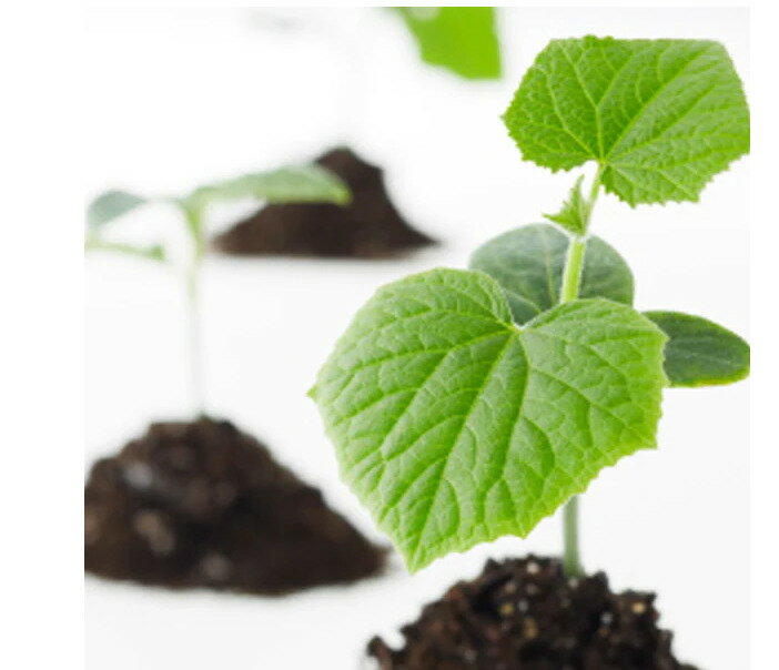 メーカー在庫となります為、流動的となります メーカー確認後、すぐにご用意できない等の場合もございます。その際は予約対応となり別途御連絡させていただきます。 申し訳ございませんが、ご了承の程よろしくお願いいたします。 【納期】 見込みで7から...