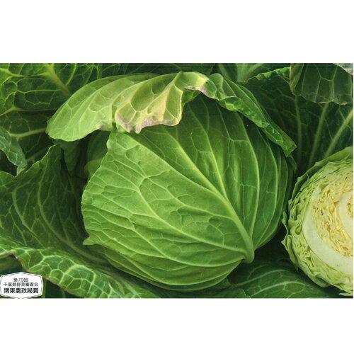 ・一般平暖地8/中旬〜9/初旬は種で2〜3月収穫に適する。 ・草勢旺盛で、環境に左右されにくい。 ・晩抽性に優れ、3月収穫でも色あせが少なく濃緑色。 メーカー在庫となります為、流動的となります メーカー確認後、すぐにご用意できない等の場合も...