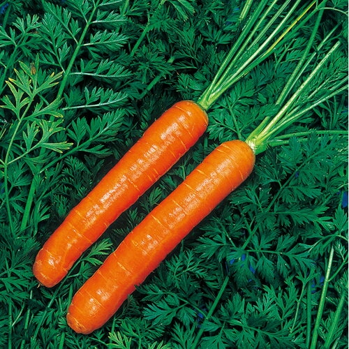 糖度が高くスマートなF1ナンテス人参こちらは野菜のタネです