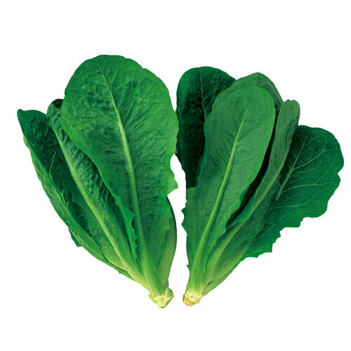 ・チップバーンに強く、立性でコンパクトな極濃緑ロメイン。 ・歯切れの良い食感。 メーカー在庫となります為、流動的となります メーカー確認後、すぐにご用意できない等の場合もございます。その際は予約対応となり別途御連絡させていただきます。 申し...