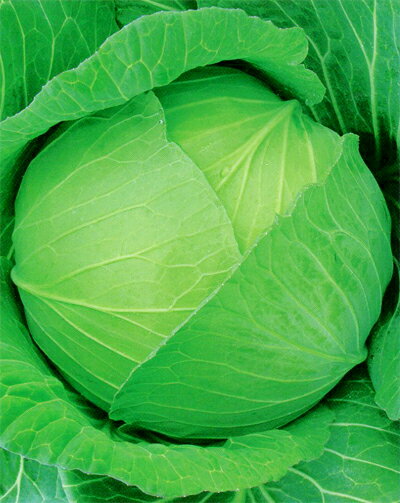 こちらは野菜のタネです