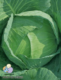 こちらは野菜のタネです