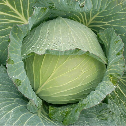 こちらは野菜のタネです