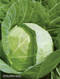 こちらは野菜のタネです