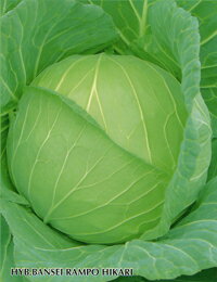 こちらは野菜のタネです