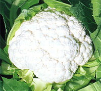 メーカー在庫となります為、流動的となります メーカー確認後、すぐにご用意できない等の場合もございます。その際は予約対応となり別途御連絡させていただきます。 申し訳ございませんが、ご了承の程よろしくお願いいたします。 【納期】 見込みで7から...