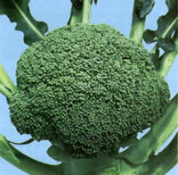 メーカー在庫となります為、流動的となります メーカー確認後、すぐにご用意できない等の場合もございます。その際は予約対応となり別途御連絡させていただきます。 申し訳ございませんが、ご了承の程よろしくお願いいたします。 【納期】 見込みで7から...