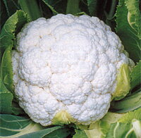 メーカー在庫となります為、流動的となります メーカー確認後、すぐにご用意できない等の場合もございます。その際は予約対応となり別途御連絡させていただきます。 申し訳ございませんが、ご了承の程よろしくお願いいたします。 【納期】 見込みで7から...