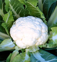 メーカー在庫となります為、流動的となります メーカー確認後、すぐにご用意できない等の場合もございます。その際は予約対応となり別途御連絡させていただきます。 申し訳ございませんが、ご了承の程よろしくお願いいたします。 【納期】 見込みで7から...