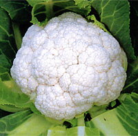 メーカー在庫となります為、流動的となります メーカー確認後、すぐにご用意できない等の場合もございます。その際は予約対応となり別途御連絡させていただきます。 申し訳ございませんが、ご了承の程よろしくお願いいたします。 【納期】 見込みで7から...