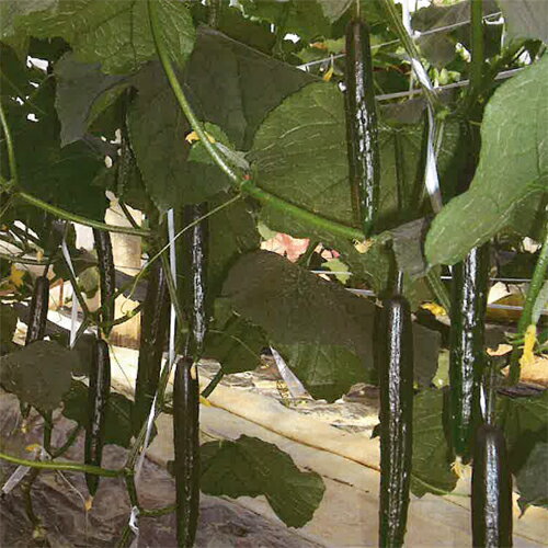 ・ウドンコ病・褐斑病の双方強い複合耐病性品種 ・初期から安定して多収となる。流れ果は少ない　つる下ろし栽培に適する ・力枝から連続着果性 ・果肥大早く ・終始果形が安定 ・高品質で秀品率高い ・食味・食感良好 メーカー在庫となります為、流動...