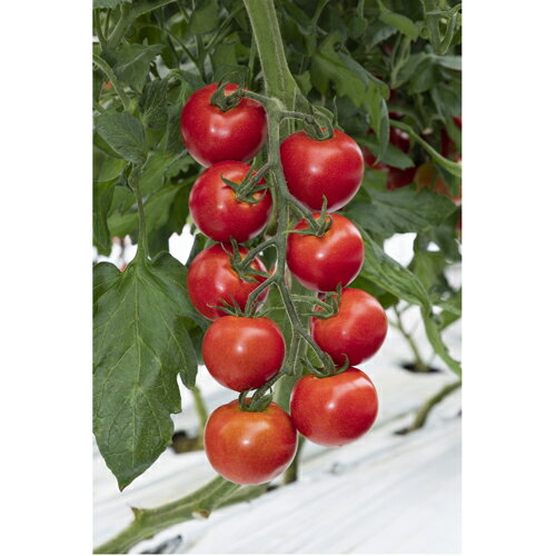 メーカー在庫となります為、流動的となります メーカー確認後、すぐにご用意できない等の場合もございます。その際は予約対応となり別途御連絡させていただきます。 申し訳ございませんが、ご了承の程よろしくお願いいたします。 【納期】 見込みで7から...