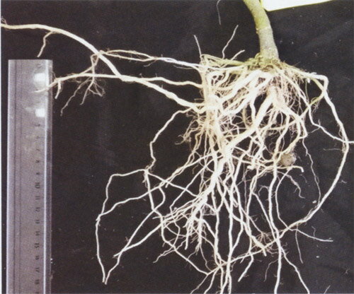 メーカー在庫となります為、流動的となります メーカー確認後、すぐにご用意できない等の場合もございます。その際は予約対応となり別途御連絡させていただきます。 申し訳ございませんが、ご了承の程よろしくお願いいたします。 【納期】 見込みで7から...