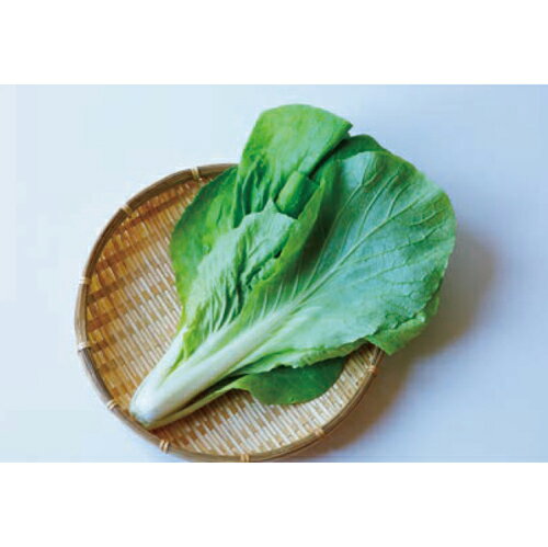 ・葉は淡緑色で光沢があり、平滑で団扇状に大きくなり、軸の白さが美しい ・株張りが良く、立性で収穫も容易 ・癖がなくサラダでも炒めても美味しい！茎のシャキッとした食味も楽しめる ・【播種時期】 ・露地栽培では3月下旬-10月上旬播種。 ハウス...