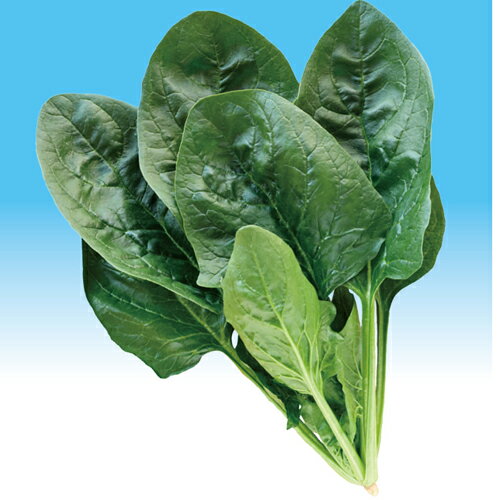 ・春から初夏まきまで使える極晩抽性F1ホウレンソウ。 ・ベと病レース1-18・20抵抗性。 ・極濃緑葉で光沢があり、収穫物は高品質。 ・立枯病、萎凋病等土壌病害に強く、根の痛みによる葉の色むらが出にくい。 メーカー在庫となります為、流動的と...