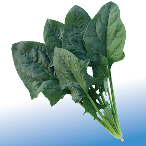 ・晩春より使用可能な耐暑性に優れる夏まきF1ホウレンソウ。 ・ベと病レース1-15 ,17,18抵抗性。 ・草姿は立性で葉柄はガッチリして葉色濃く、収穫後の調製が容易。 ・株張りが良く一株が重い。面積当たりの束数が多く多収。 ・葉に照りがあ...