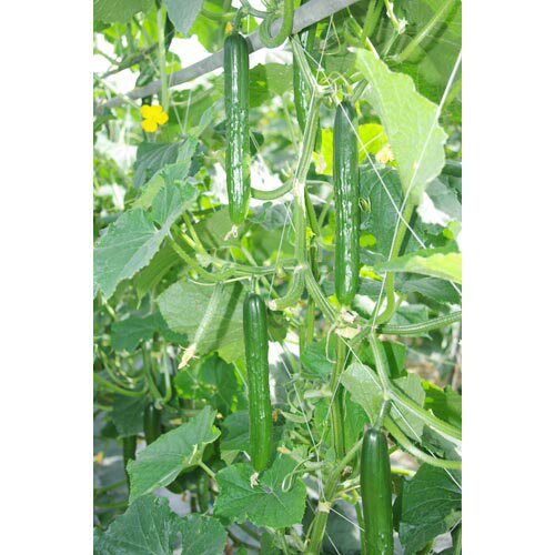 メーカー在庫となります為、流動的となります メーカー確認後、すぐにご用意できない等の場合もございます。その際は予約対応となり別途御連絡させていただきます。 申し訳ございませんが、ご了承の程よろしくお願いいたします。 【納期】 見込みで7から...