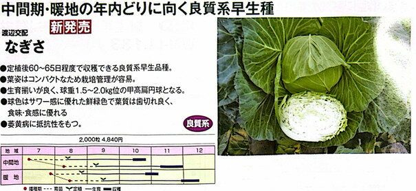 ・定植後60日〜65日程度で収穫できる良質系早生品種 ・草姿はコンパクトなため栽培管理が容易 ・生育揃いがよく球重1．5〜2．0kgの甲高扁円球となります。 ・球色はサワー感に優れた鮮緑いろで葉質は歯切れがよく食味・食感に優れます。 ・萎黄...