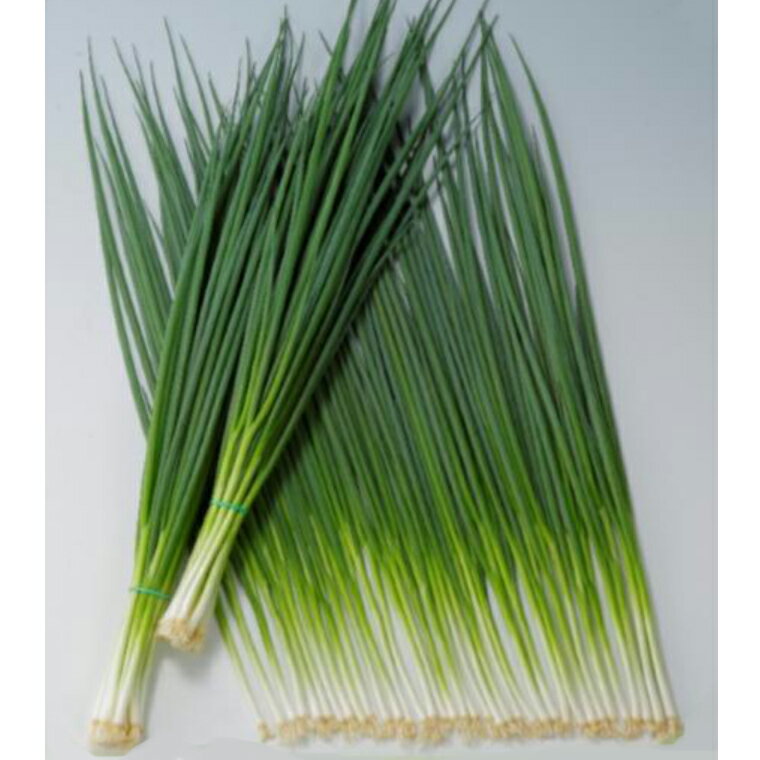 ・周年栽培可能なF1品種です。 ・葉色は青濃緑色となり、どのような環境下でも安定した葉色となります。 ・草姿は極立性で伸長性があり収量性があります。 ・揃い良く、葉先の反り、なびき、倒伏が見られず、出荷調整のしやすい品種です。 メーカー在庫...