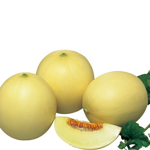 メーカー在庫となります為、流動的となります メーカー確認後、すぐにご用意できない等の場合もございます。その際は予約対応となり別途御連絡させていただきます。 申し訳ございませんが、ご了承の程よろしくお願いいたします。 【納期】 見込みで7から...