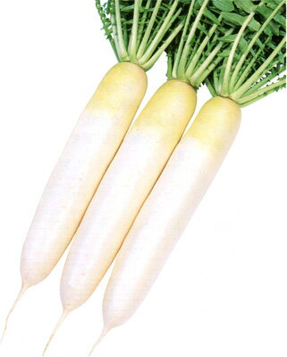 1〜2月収穫に向く耐寒性に優れたうす青首総太りダイコン！