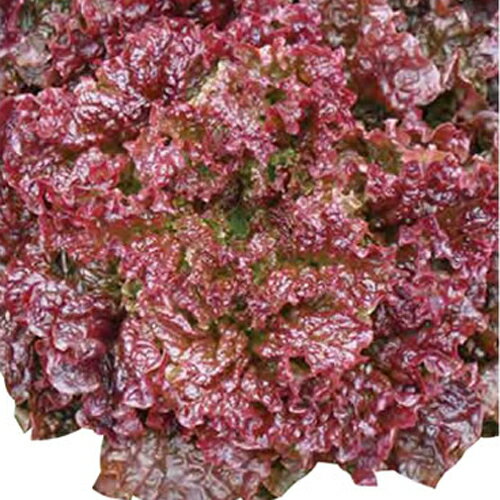 こちらは野菜のタネです