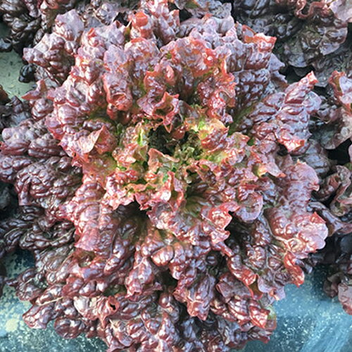 こちらは野菜のタネです