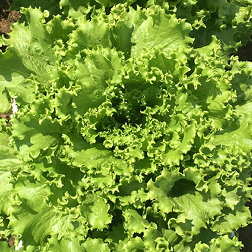 こちらは野菜のタネです