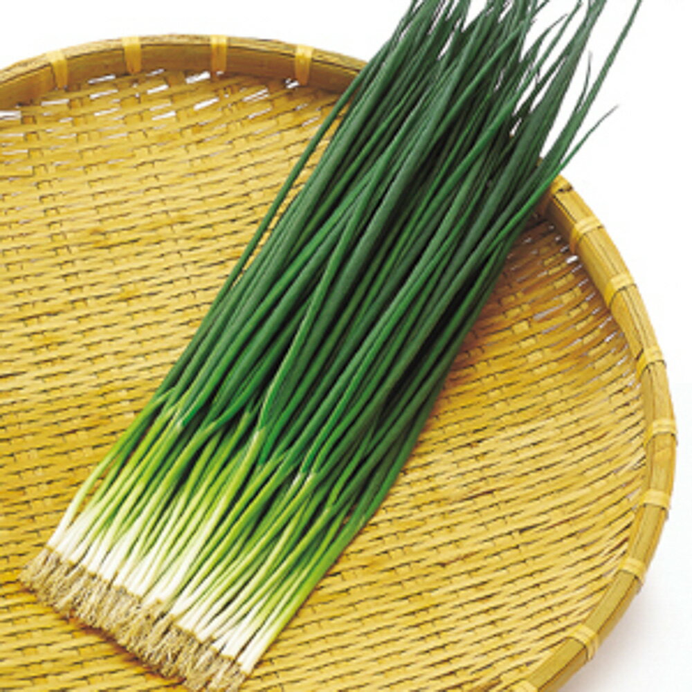 ●細葉系の夏葱で周年栽培が出来、薬味用として需要が年々高まっている。
