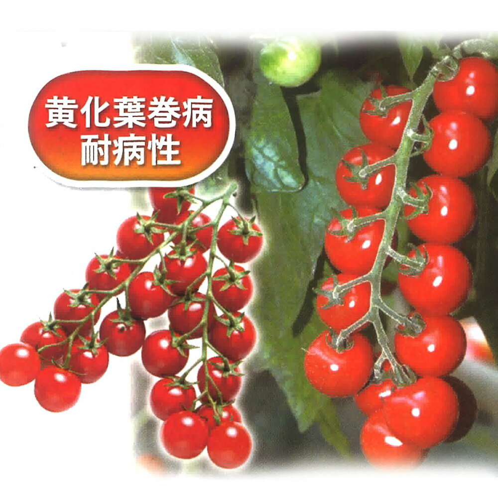 黄化葉巻病・斑点病を含む8大病害に耐病性を持つ。