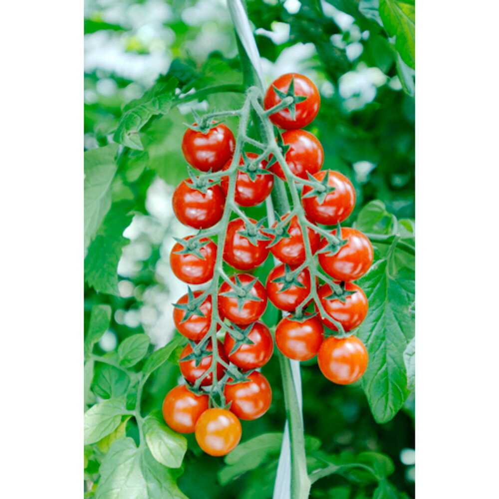 裂果少ない豊作種