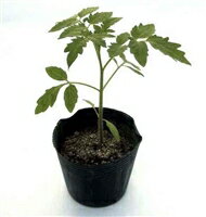 草勢は中程度。深い根と浅い根がともに伸び、あらゆる作型に対応する。