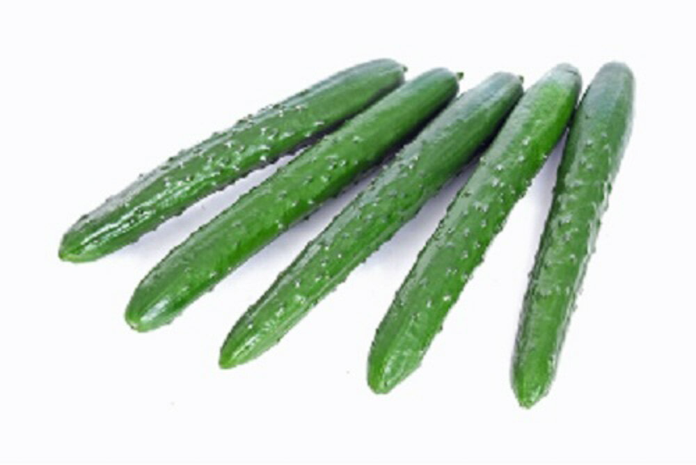 褐斑病に極めて強く、収量性が高い。促成・半促成栽培に適する。