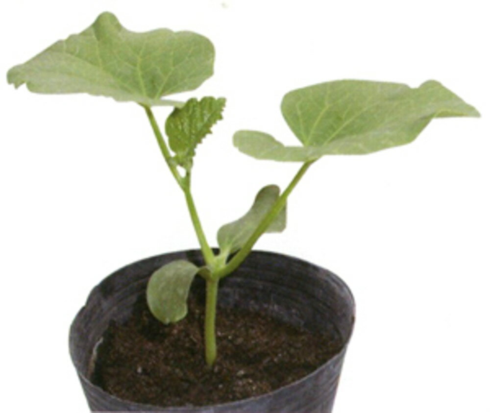 つる割病・えそ斑点病対策の決定版